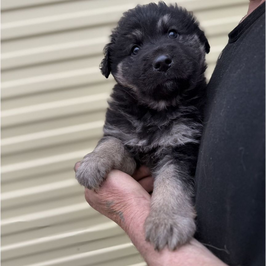 Щенок от частного владельца