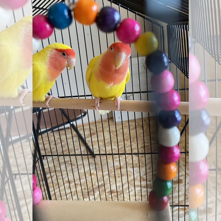 Попугаи неразлучники с клеткой