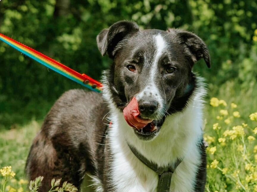 Метис бордер колли короткошерстный