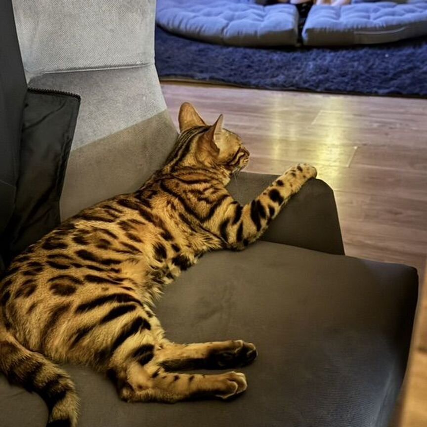 Бенгальская кошка, взрослая