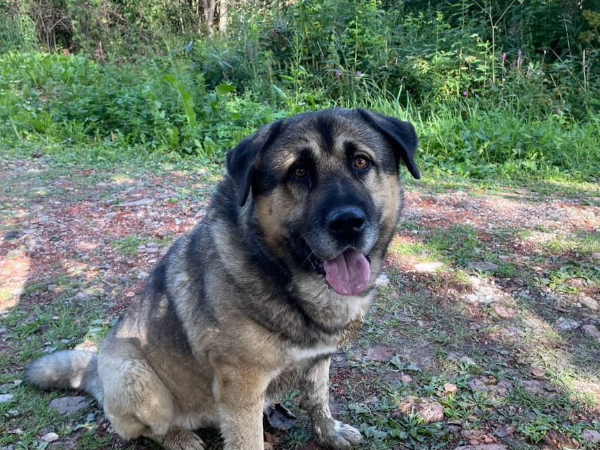 Собака, друг, охранник