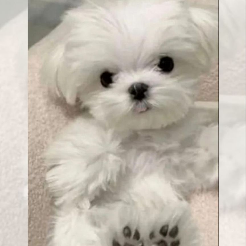 Мальтийская болонка, щенок