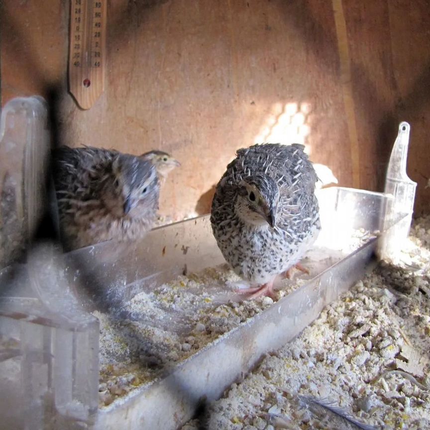 Перепела доставка сегодня