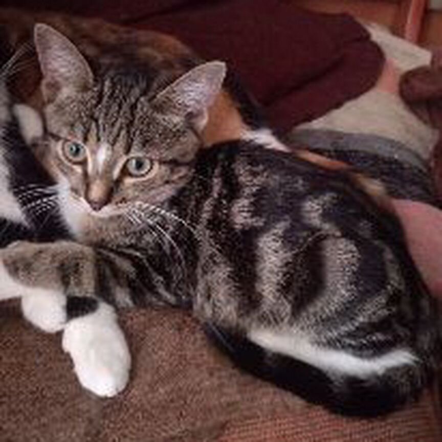 Котёнок в добрые руки