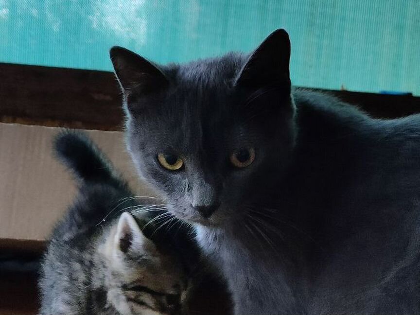 Кошка отдам