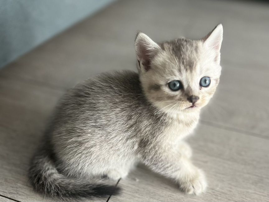 Шотландские тигрята