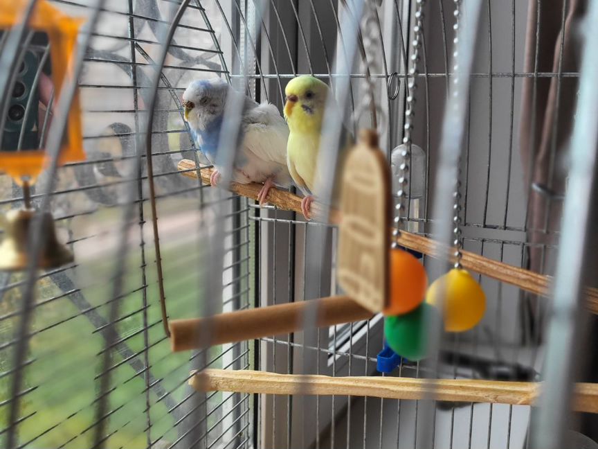 Волнистый попугай с клеткой