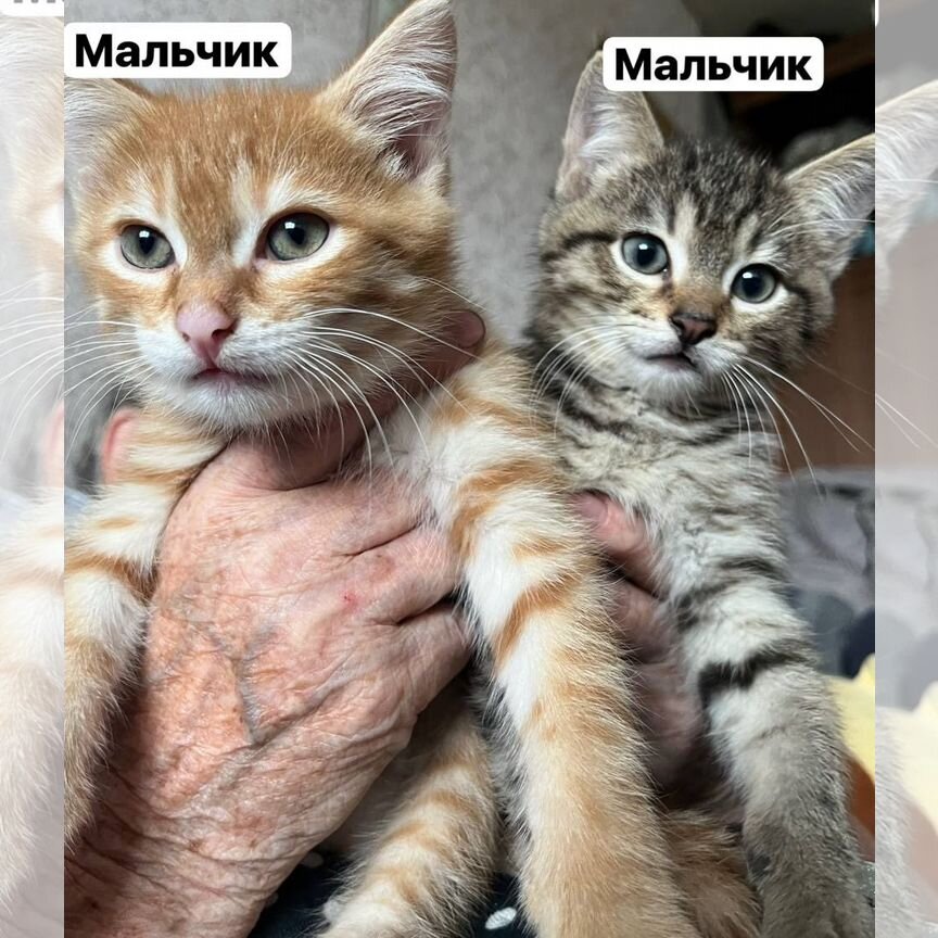 Отдам в добрые руки 3 месяца от роду