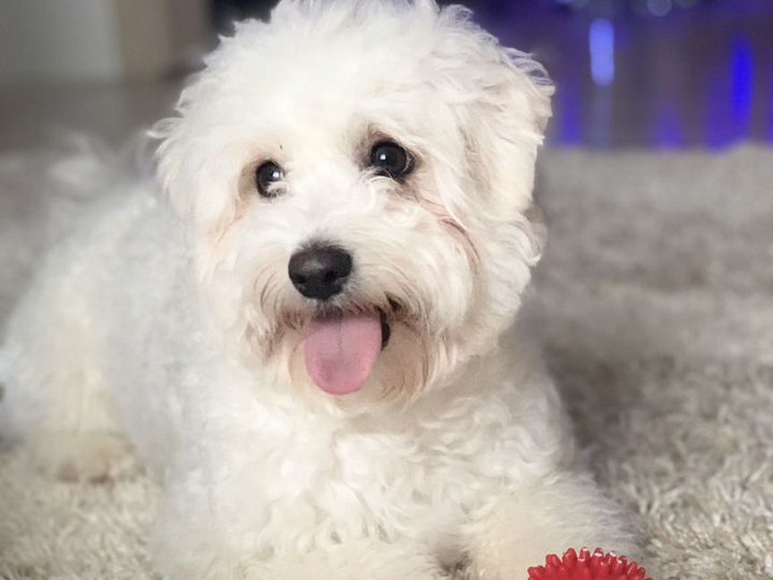 Бишон фризе (вязка)