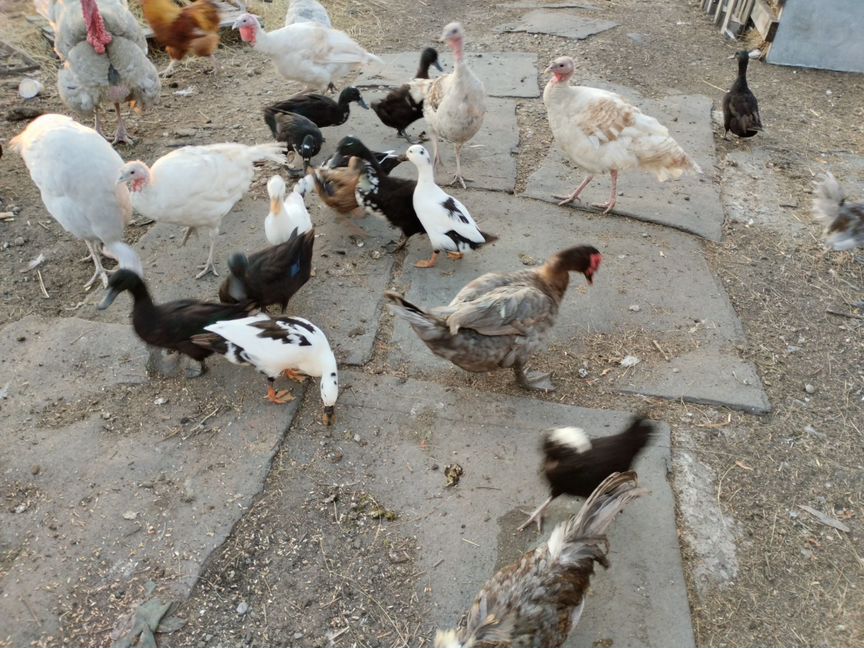 Домашняя птица