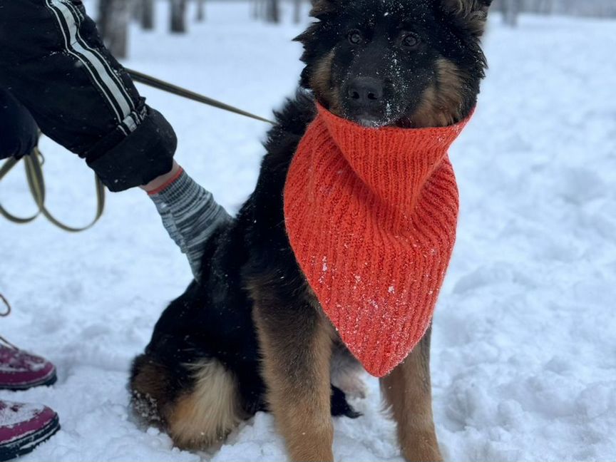 Малышка Муля. Щенок из приюта Некрасовка. В дар