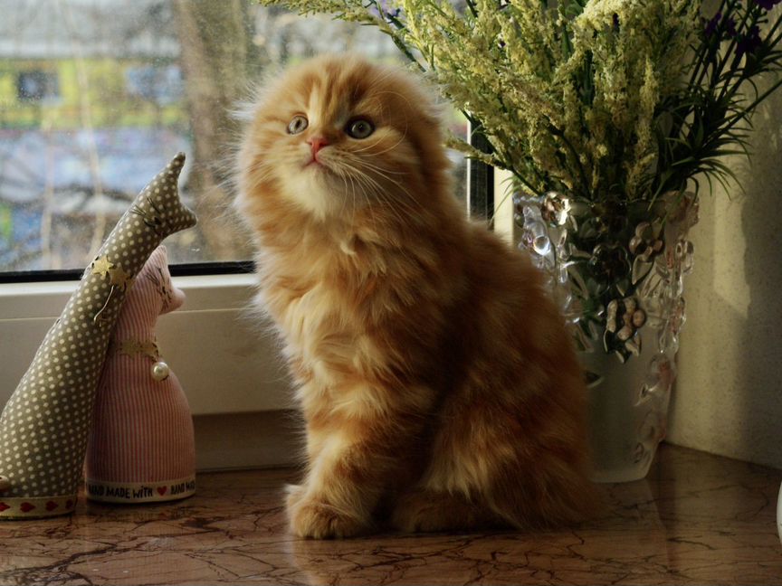 Шотландский котик