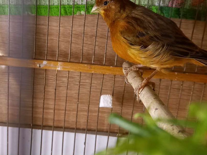 Кенара и канарейки