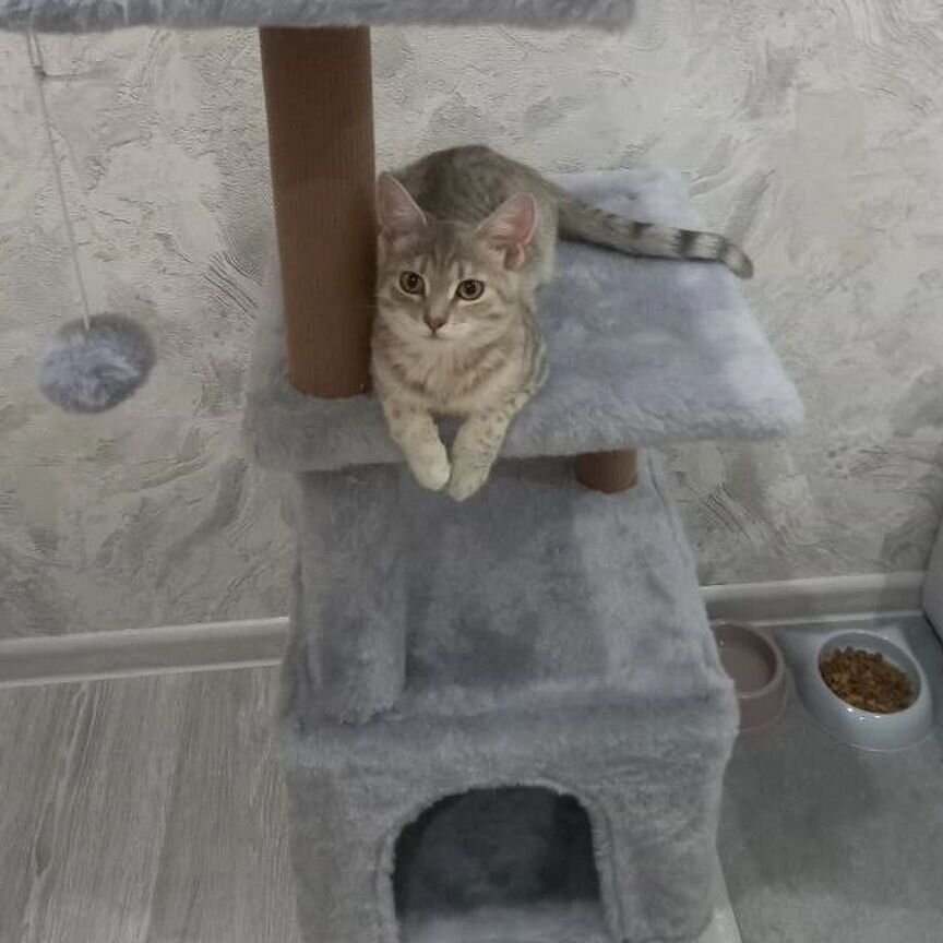 Взрослая, кошка в добрые руки