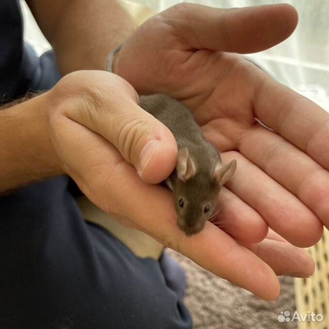 Декоративные мышки