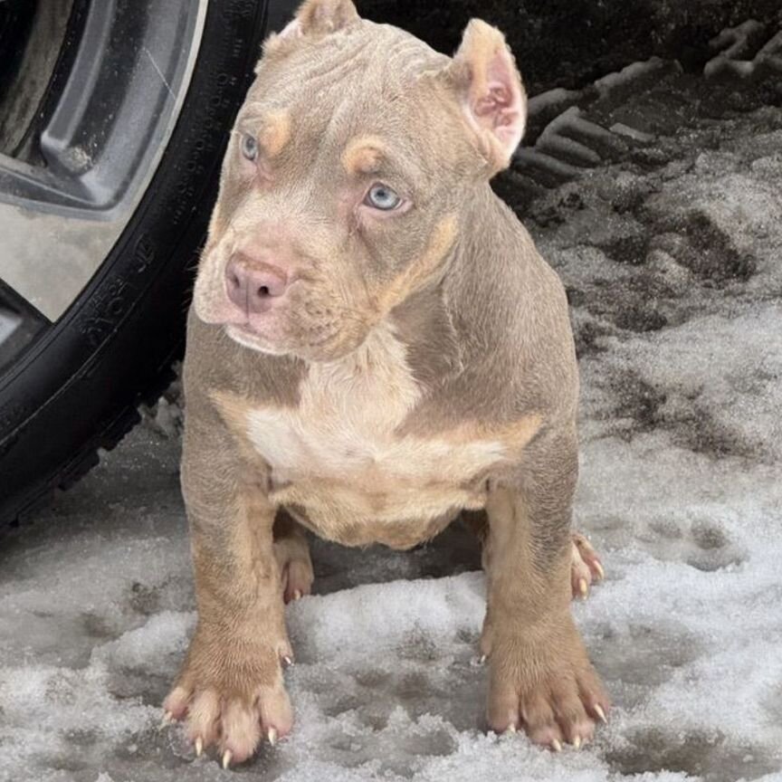 Американский булли, щенок