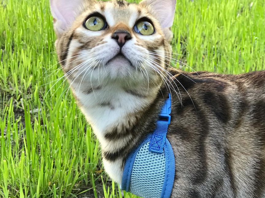 Бенгальская