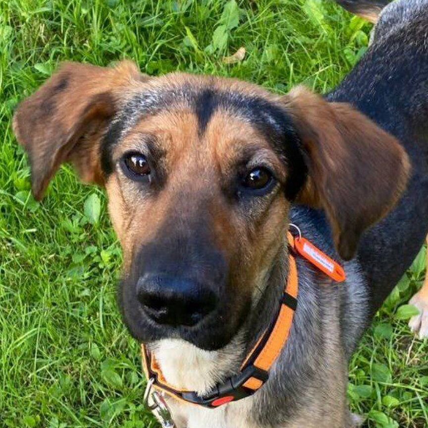 Взрослая собака в добрые руки