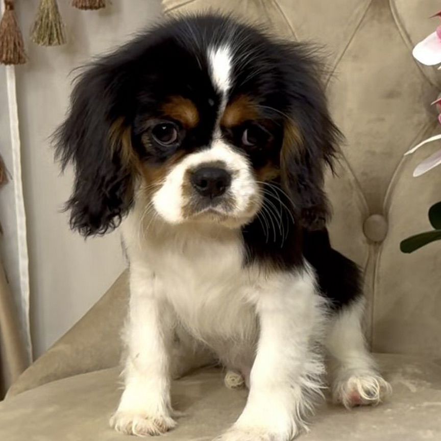 Кавалер кинг-чарльз-спаниель, щенок