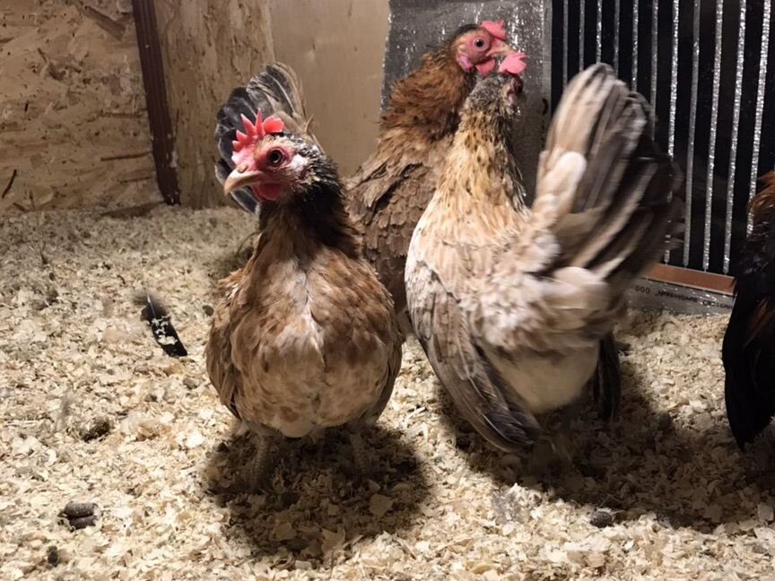 Малазийская серама (куры)