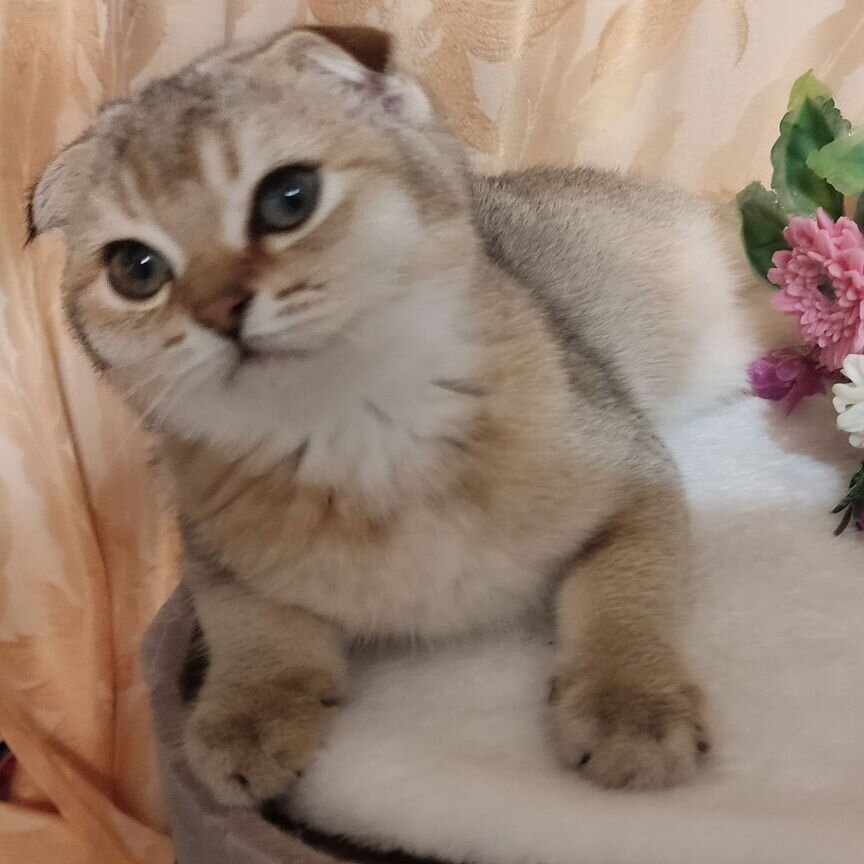 Шотландский вислоухий короткошёрстный котёнок