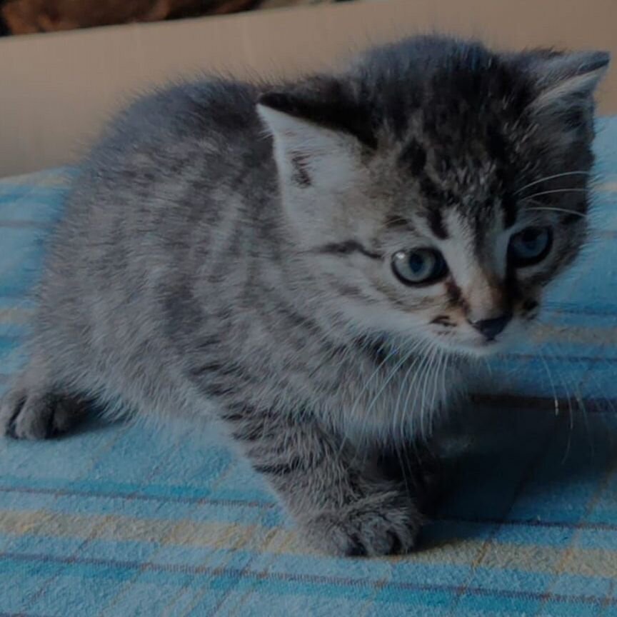 Котята в добрые руки бесплатно
