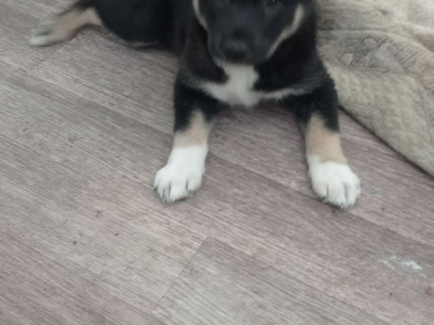 Собака в добрые руки щенок