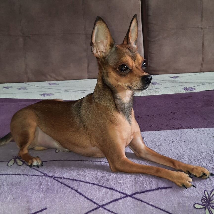 Той-терьер щенки