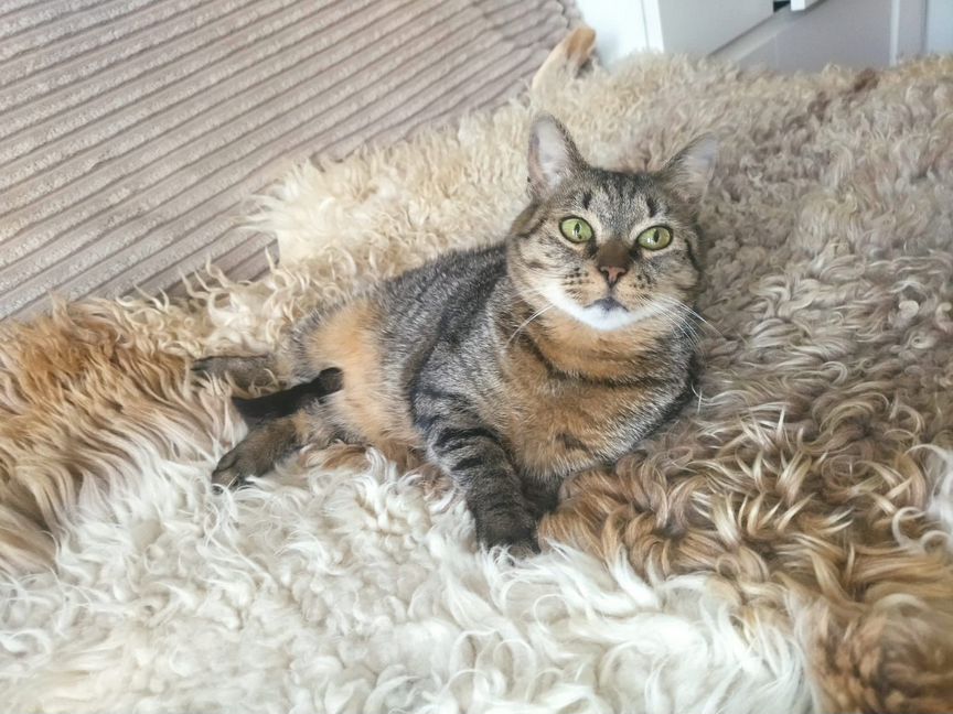 Кошка ищет дом