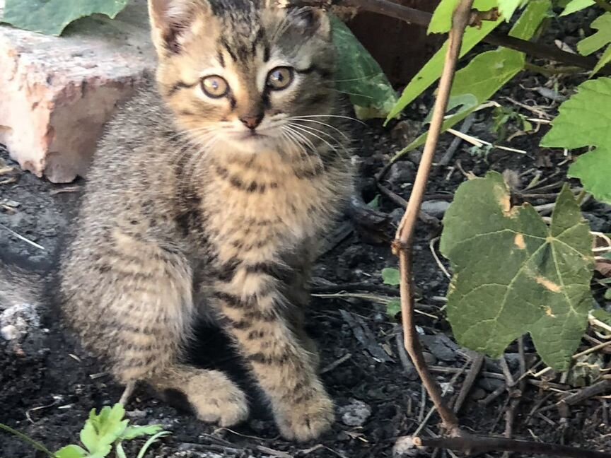 Котик, котенок, кот, мальчик