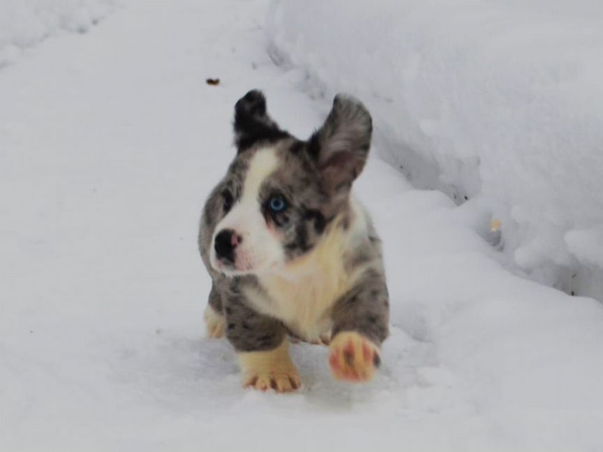 Голубоглазый пацан корги