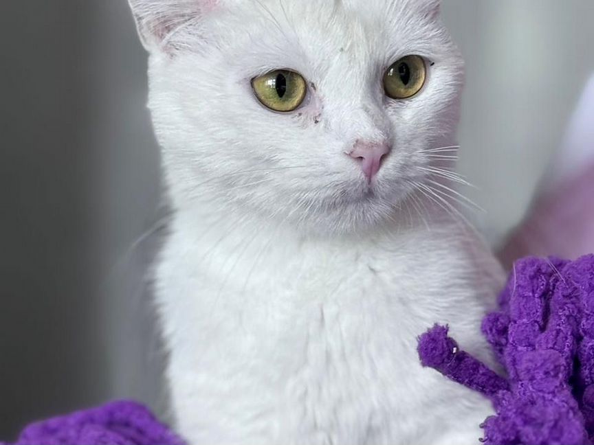 Снежинка,ласковая кошка из приюта ищет дом