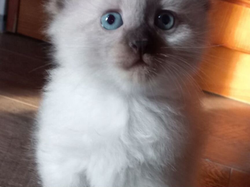 Котята невские