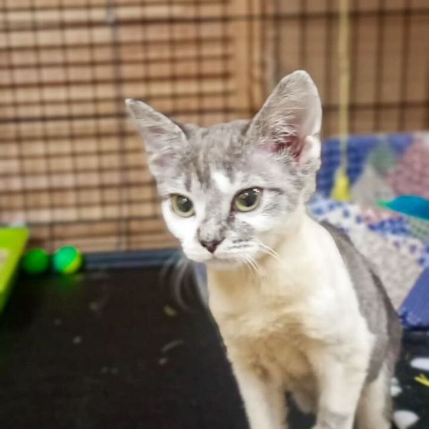 Колибри, но не птичка, а котенок