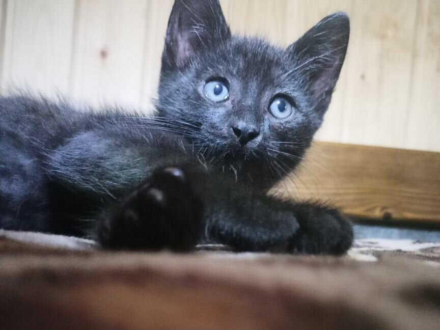 Котенок