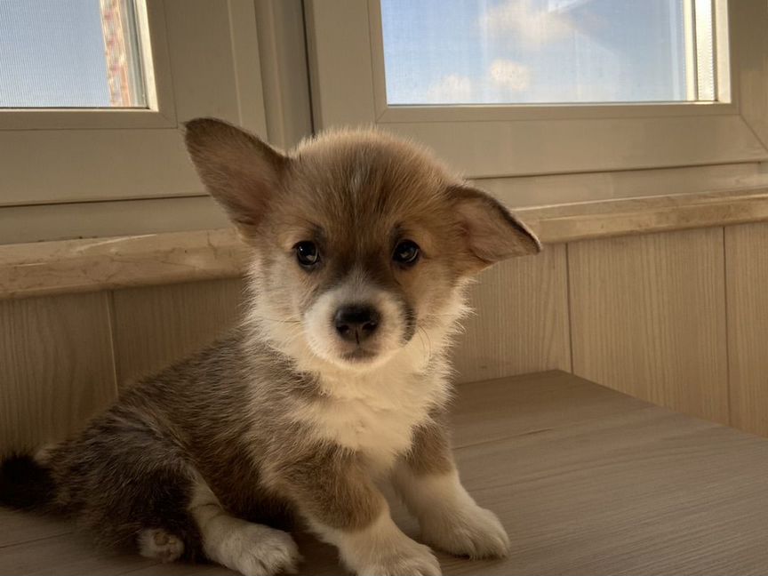 Вельш-корги пемброк