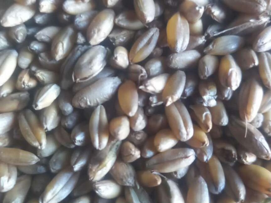 Пшеница твердая