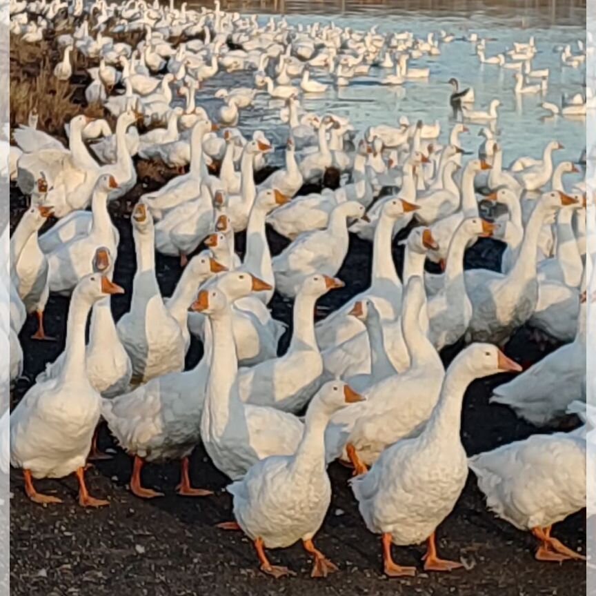 Гуси живьем