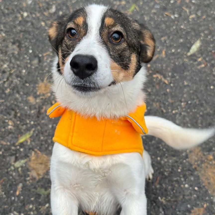 Взрослый пёс в добрые руки