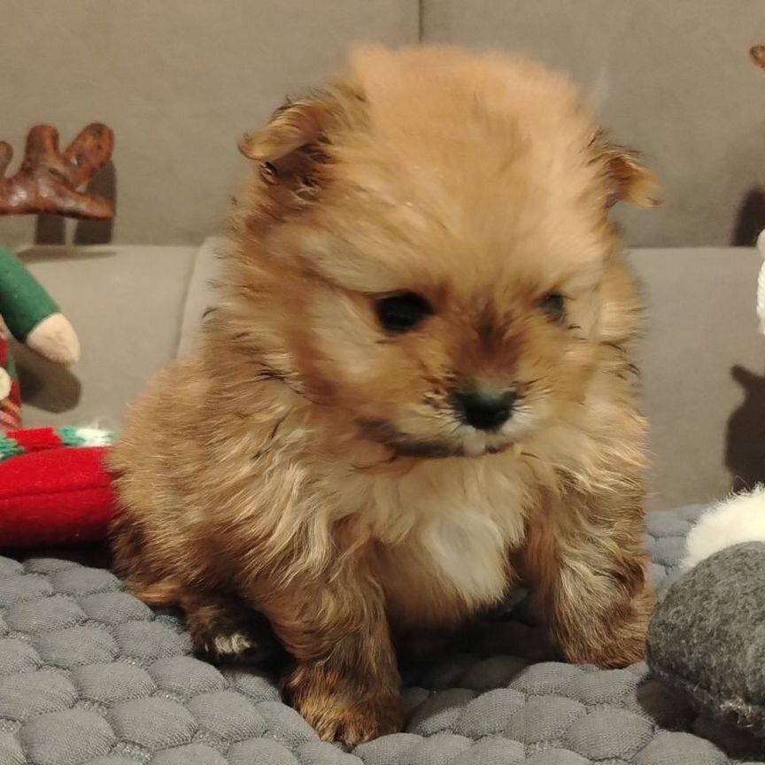 Померанский шпиц, щенок