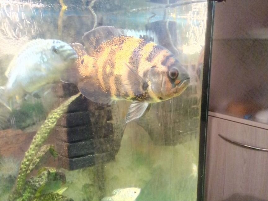 Аквариумные рыбки