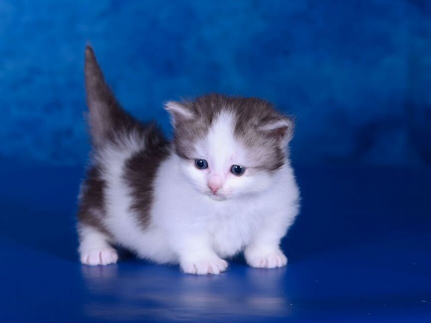 Котята манчкин