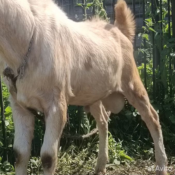 Продается козлик