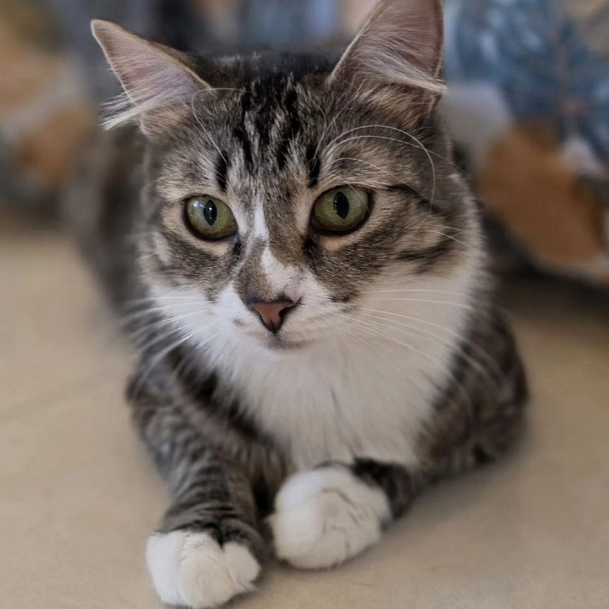 Взрослая, кошка в добрые руки