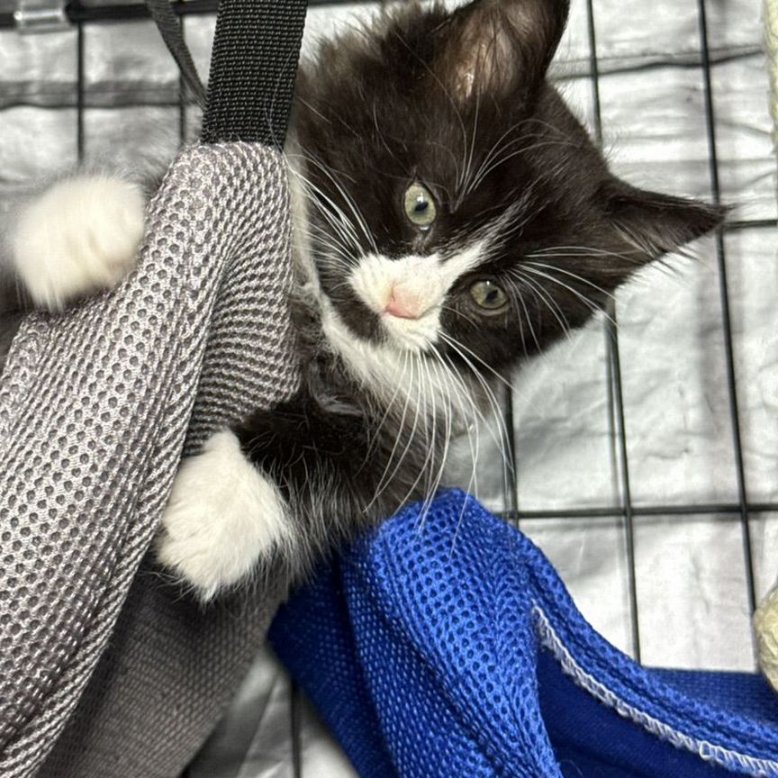 Котёнок в добрые руки