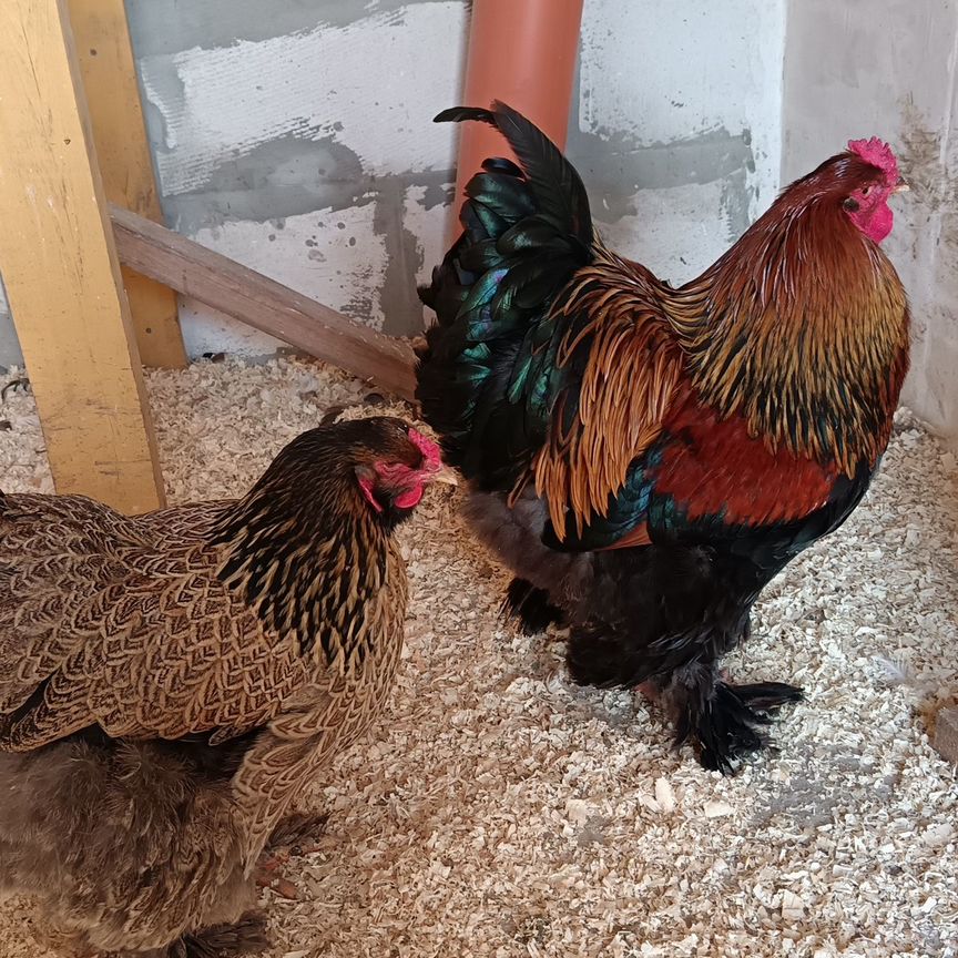 Петухи на племя породы куропатчатая брама