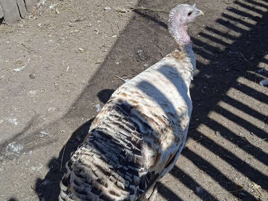 Индюки бронза