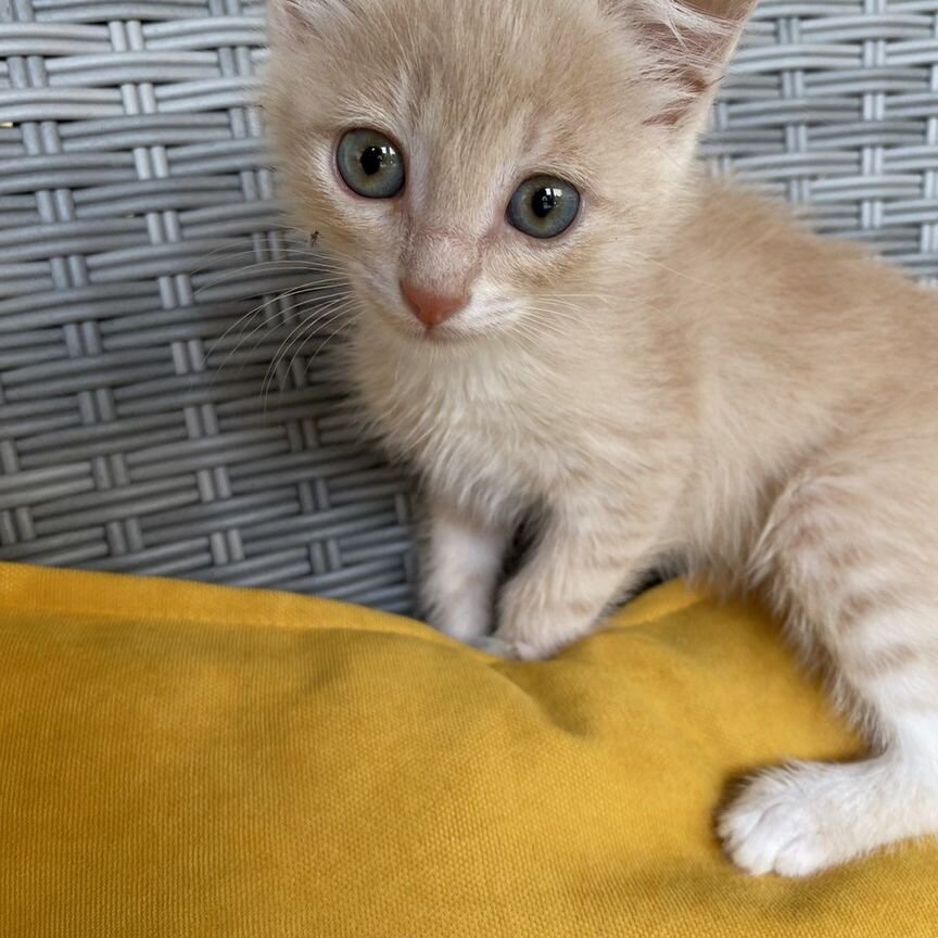 Нежная малышка