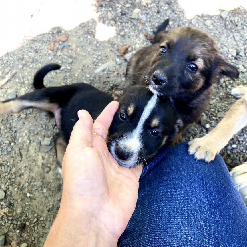 Ищем семьи трём щенкам