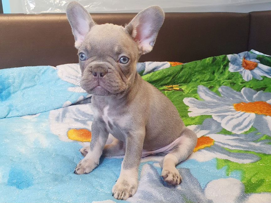 Французский бульдог щенки лиловый